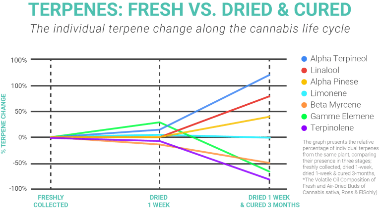 How Cannabis Preservation Techniques Impact Terpene Content