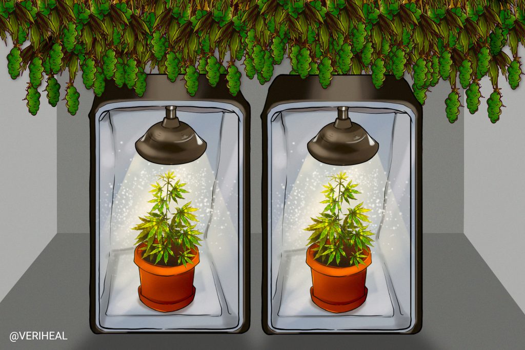 Using Cannabis Grow Tents to Succeed in Indoor Cultivation