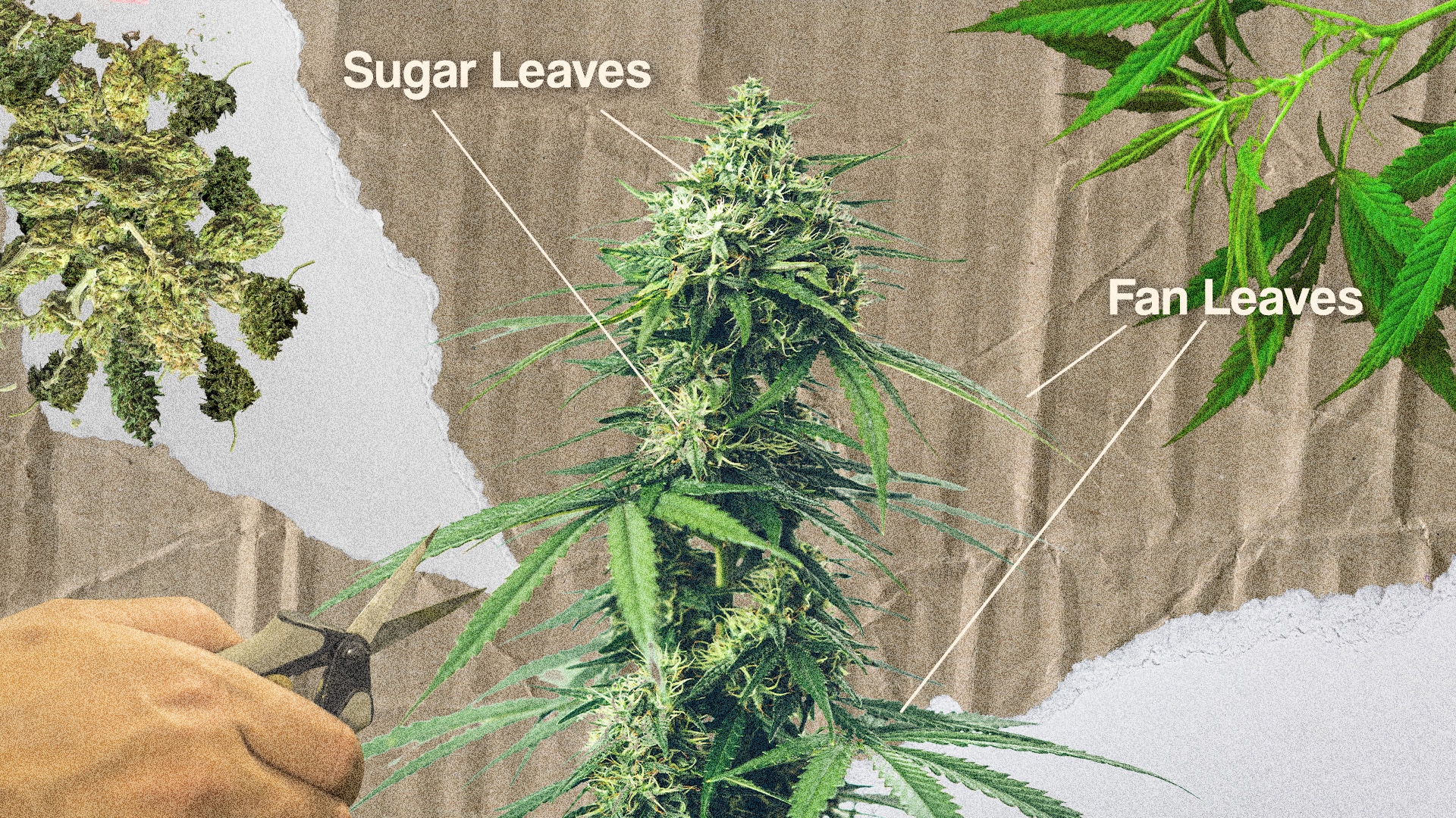 8 Great Ways to Use Cannabis Trim and Get Value From It