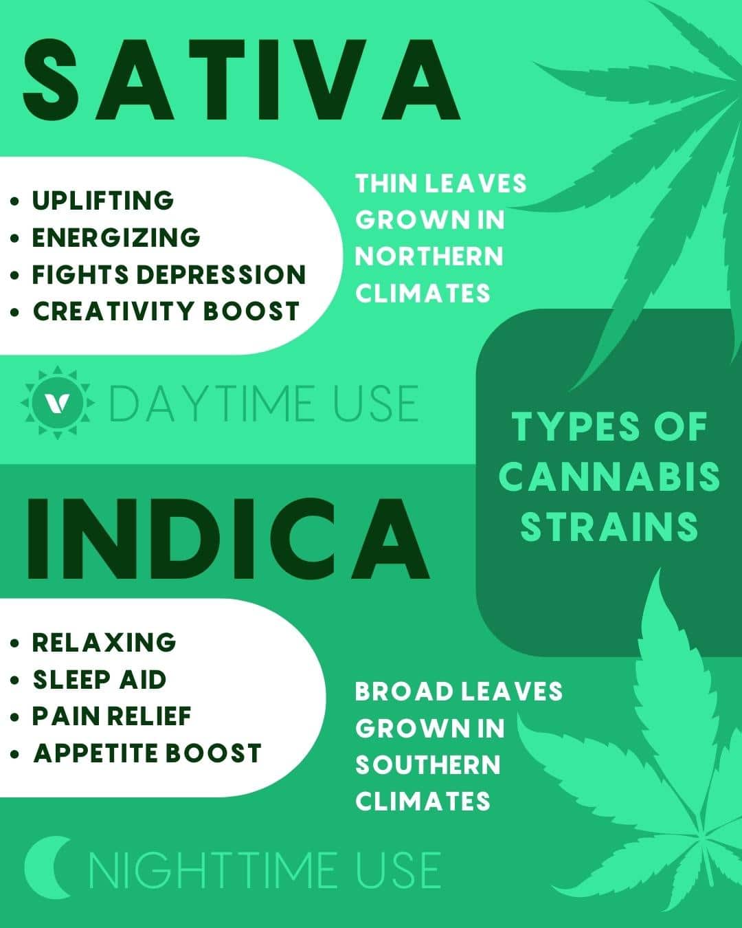 Understanding Indica vs. Sativa vs. Hybrid Cannabis Strains