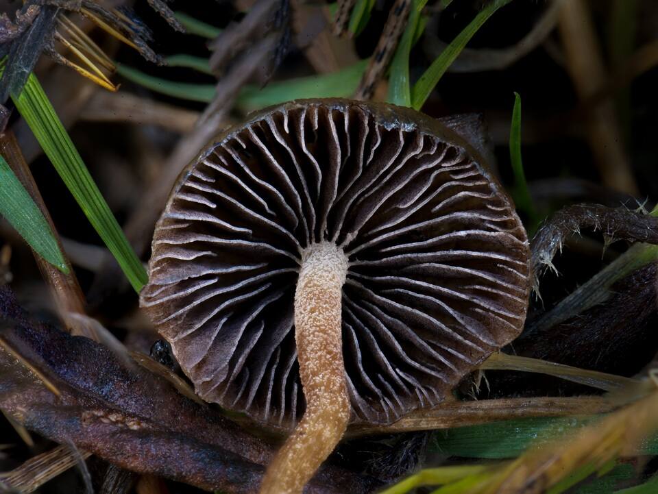 The Major Magic Mashroom Species You Should Know AboutCannabis Central