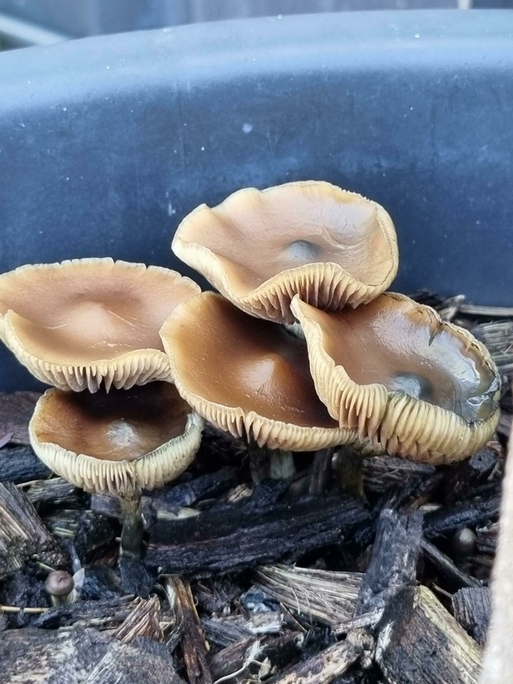 The Major Magic Mashroom Species You Should Know AboutCannabis Central