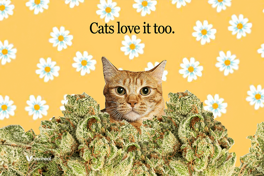 Cat Weed Cat Weed