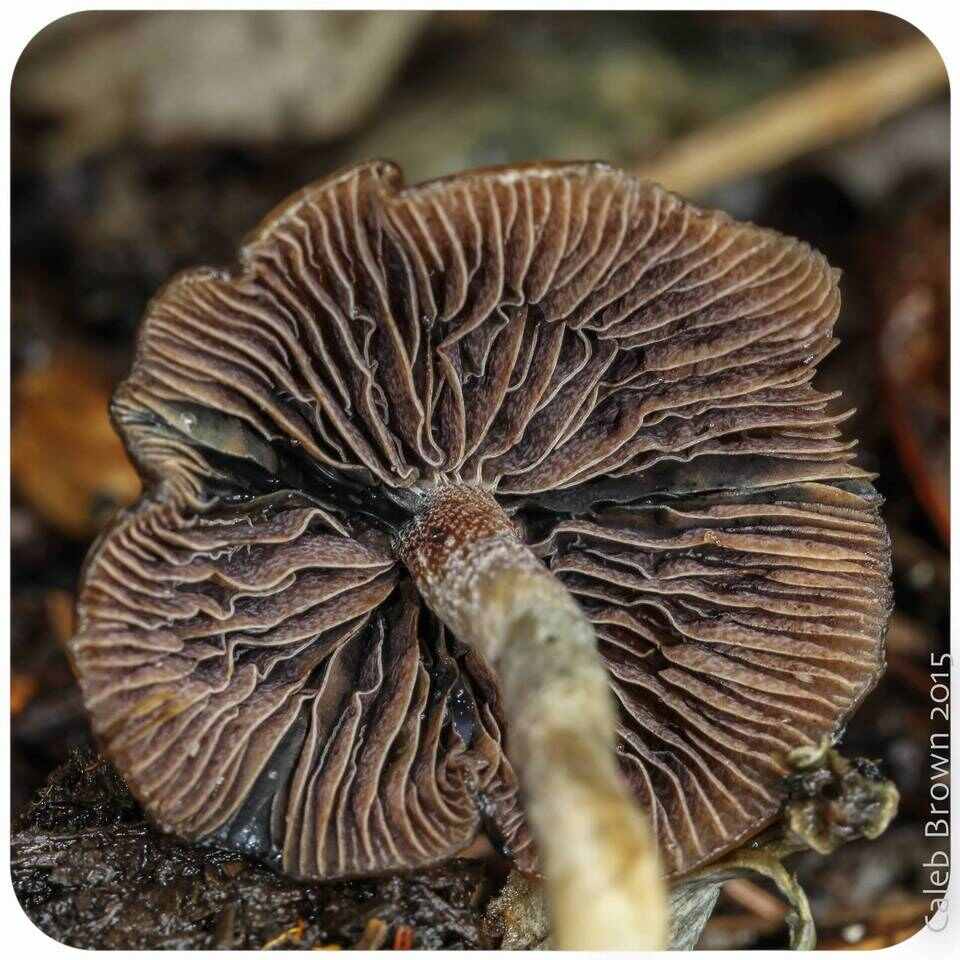 The Major Magic Mashroom Species You Should Know AboutCannabis Central