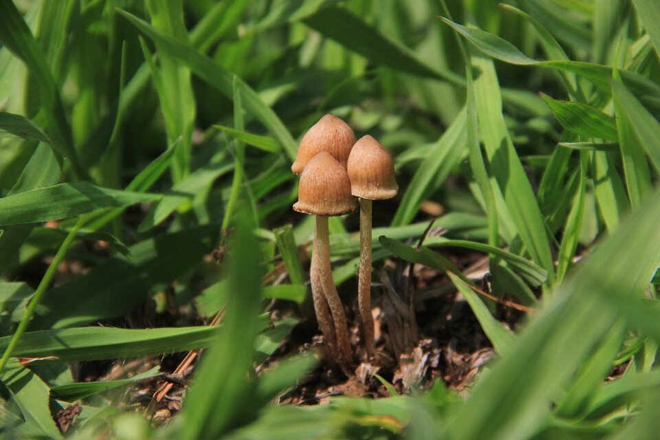 The Major Magic Mashroom Species You Should Know AboutCannabis Central