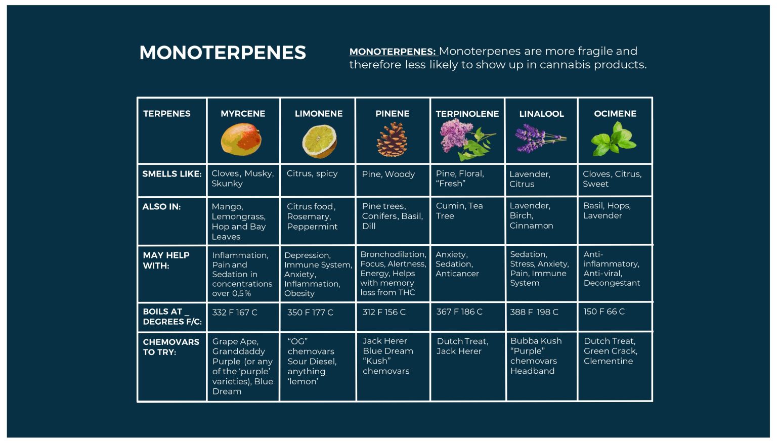 Understanding Cannabis Terpenes and Their EffectsCannabis Central
