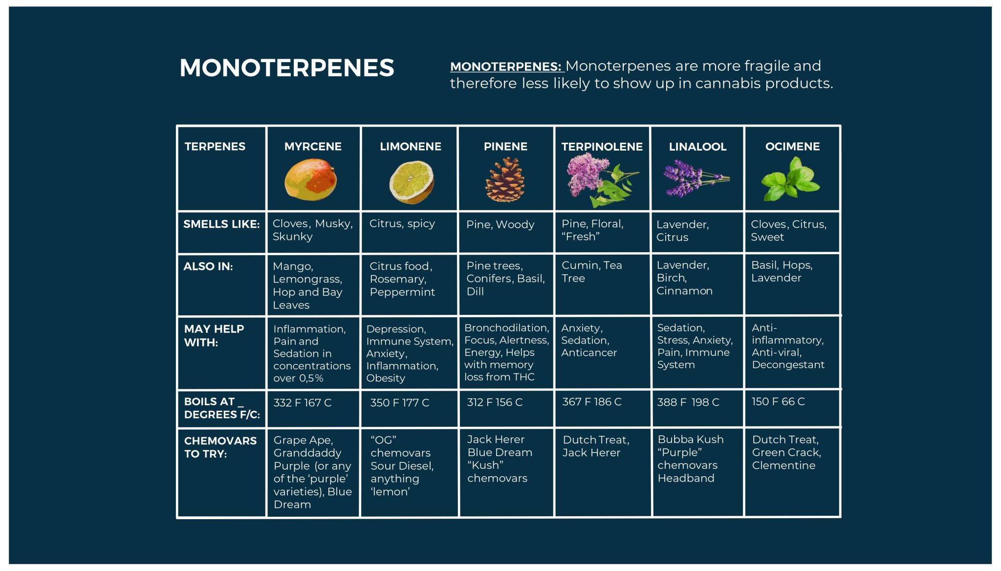 Understanding Cannabis Terpenes and Their EffectsCannabis Central