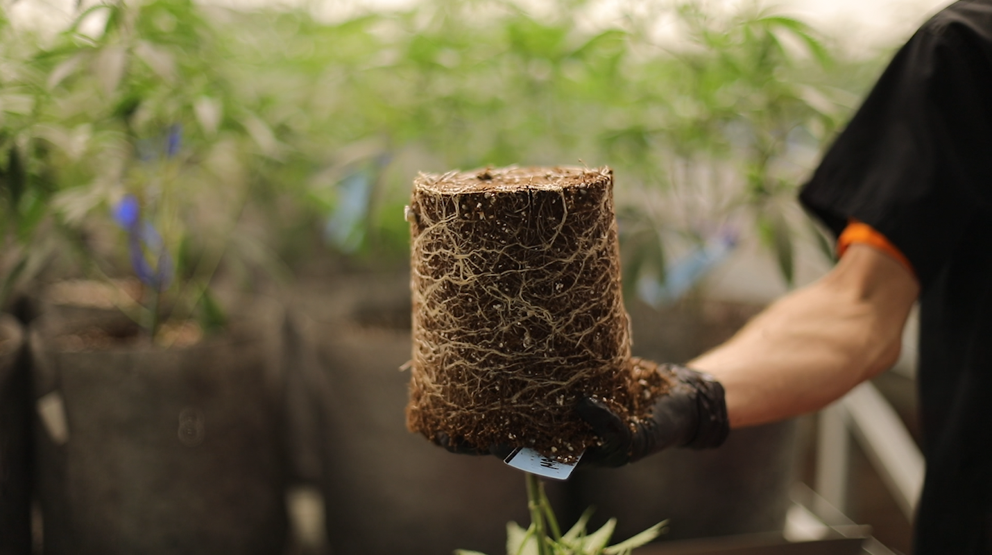 Behind the Scenes at Seed and Smith | Craft Cannabis FacilityCannabis ...