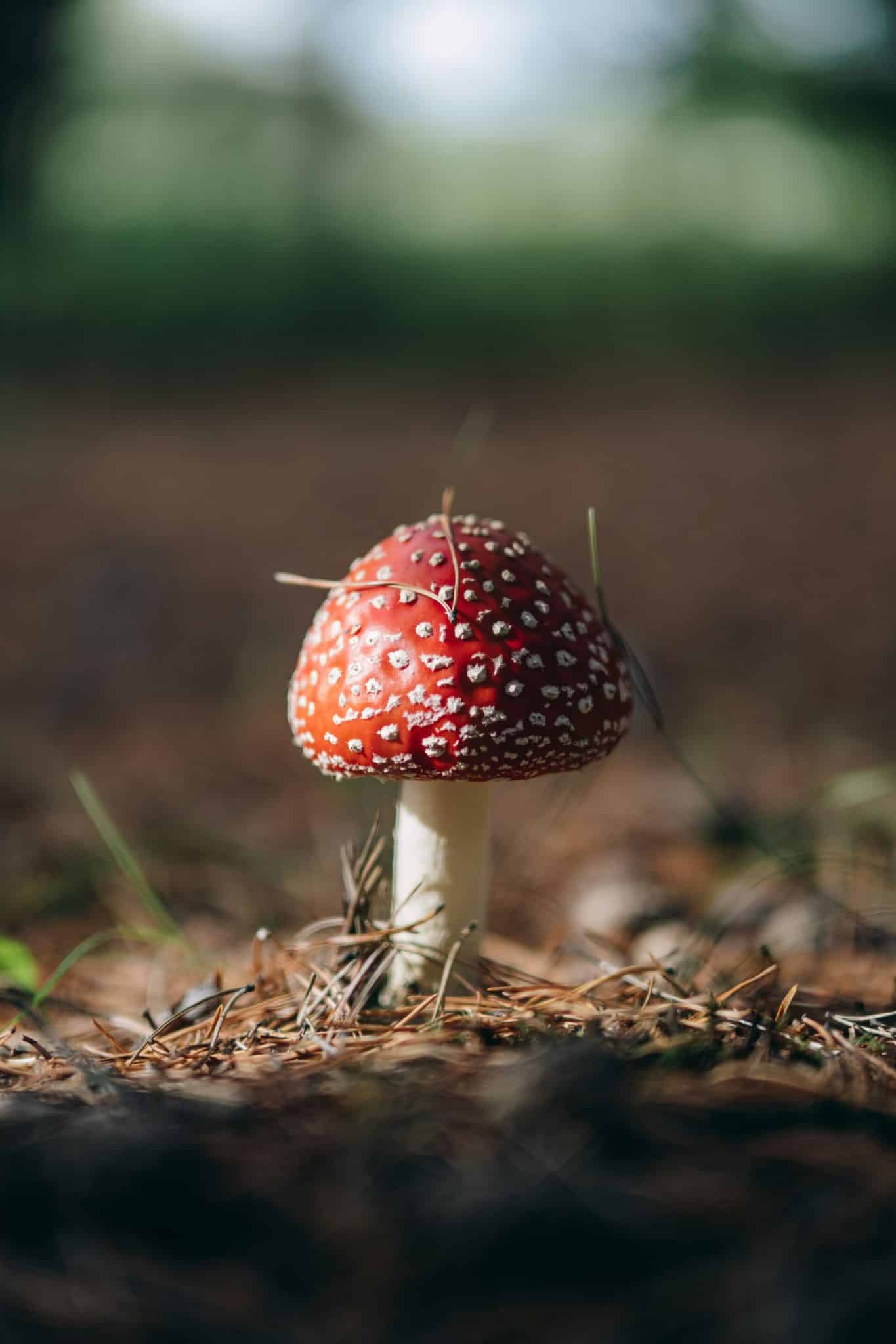 Why Smoking Shrooms Doesn’t Work