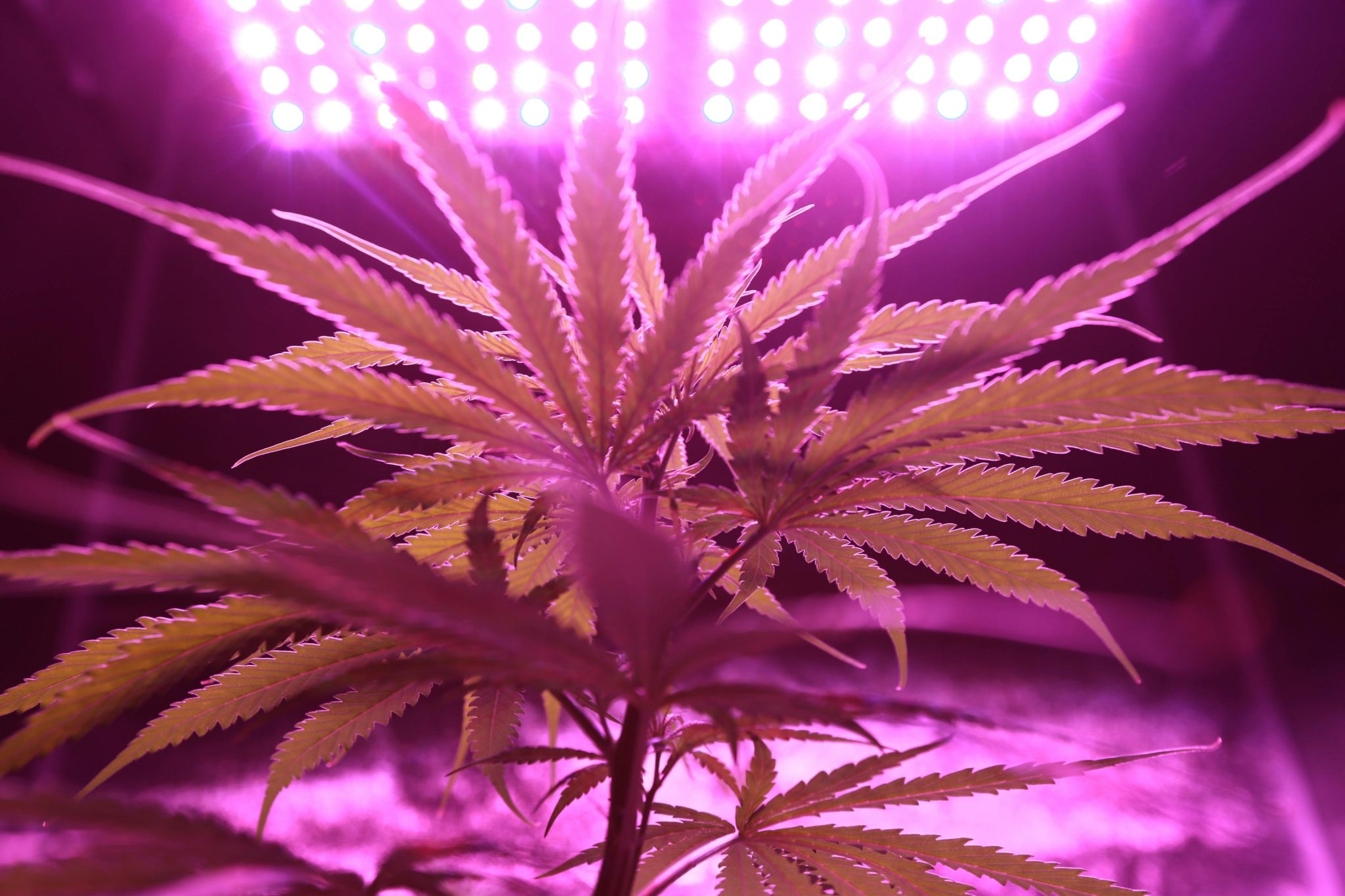 Best Practices for Growing Autoflower Cannabis SeedsCannabis Central