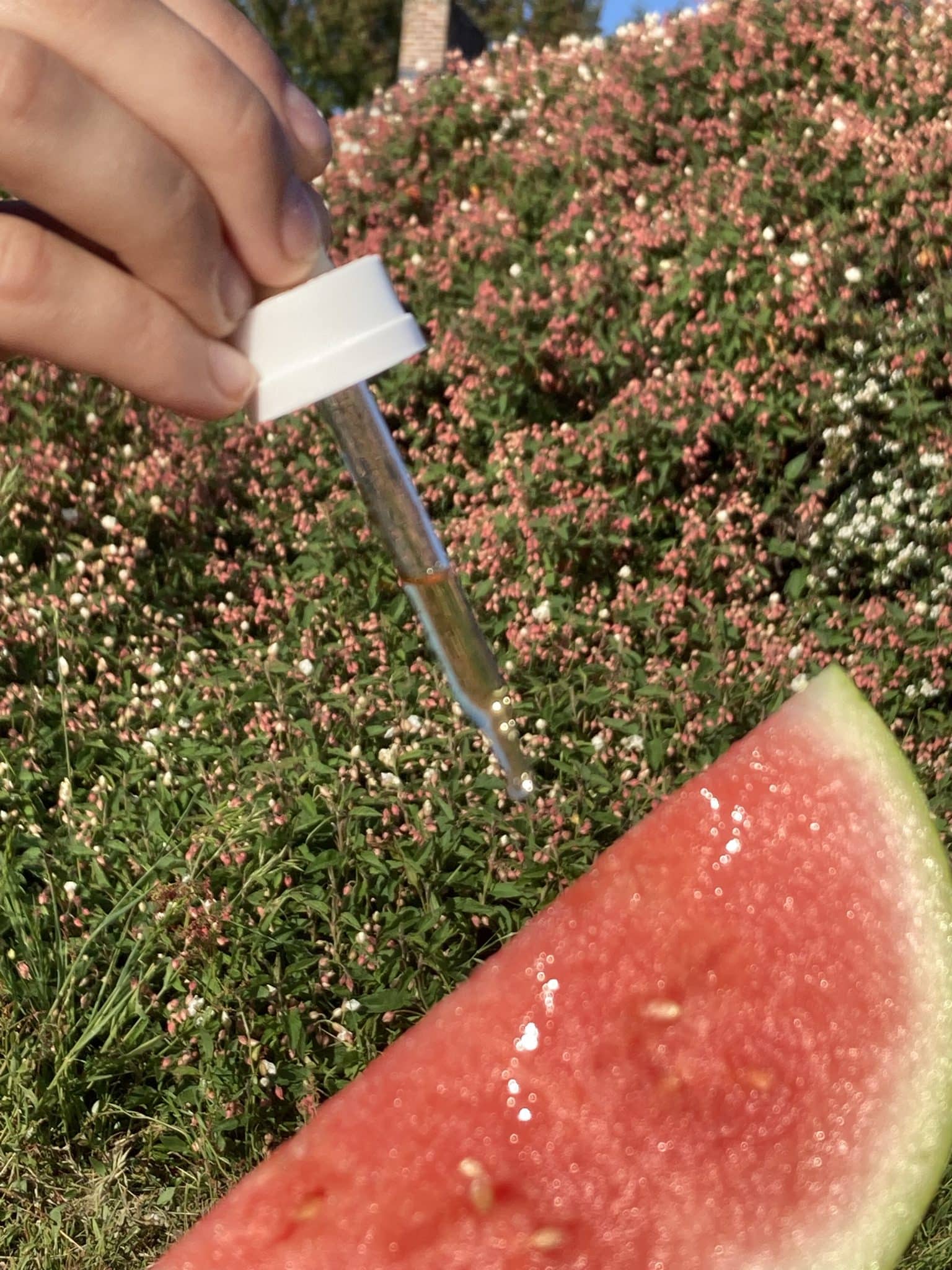 2 Easy Ways to Make Cannabis-Infused Watermelon