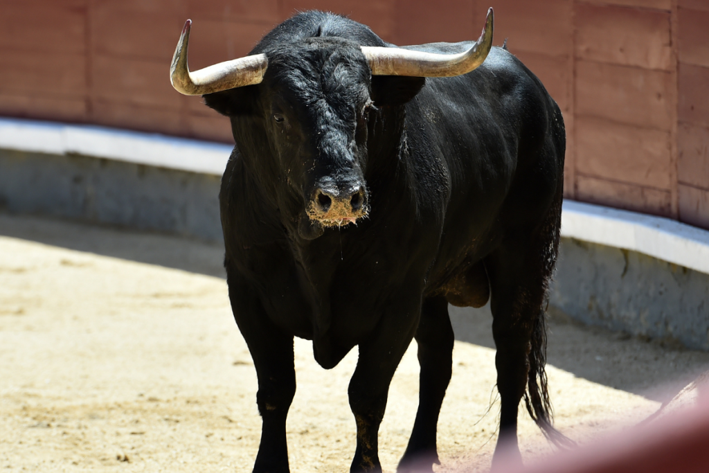 The Use of Cannabis In BullfightingCannabis Central