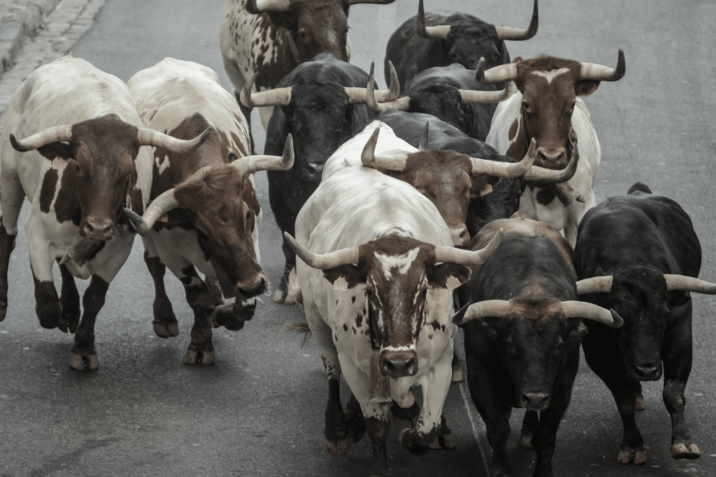 The Use of Cannabis In Bullfighting