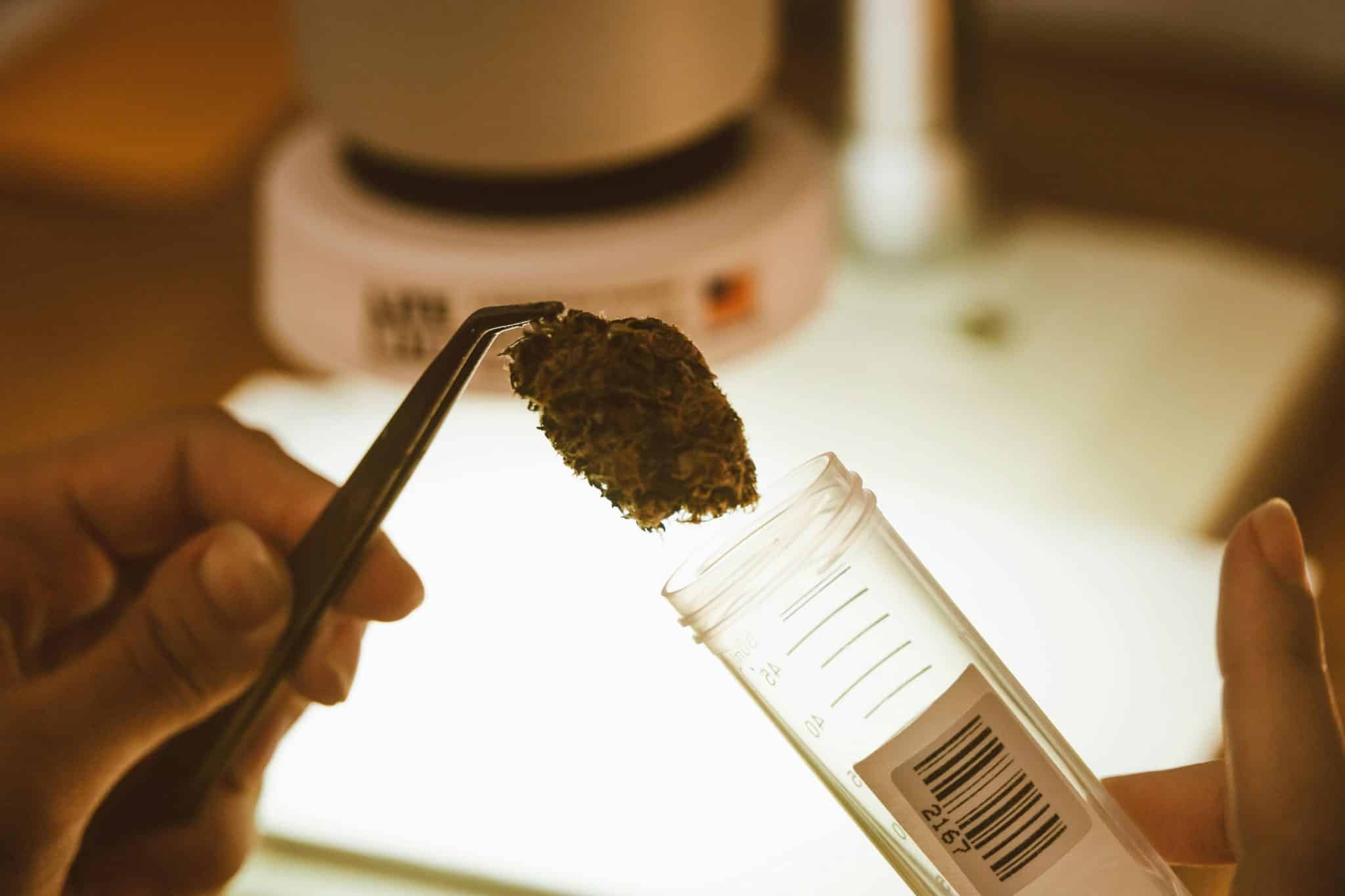 What Are Minor Cannabinoids? Benefits & Uses