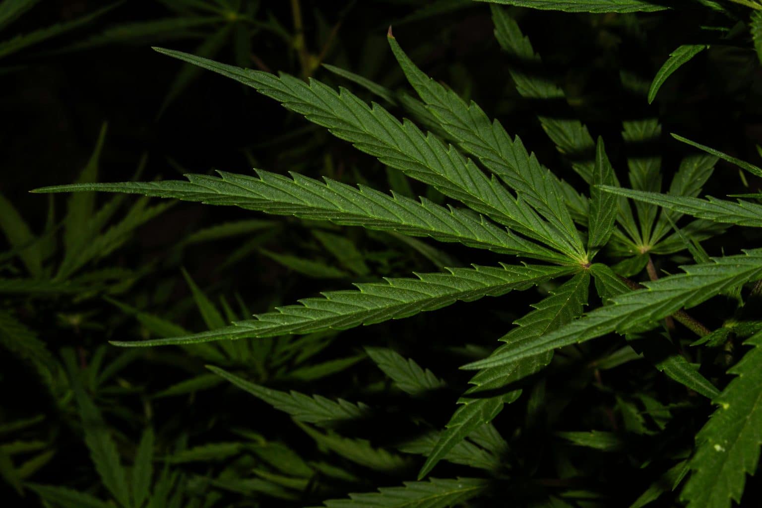 Cannabis 101: Learn Weed Basics, Strains & Safety