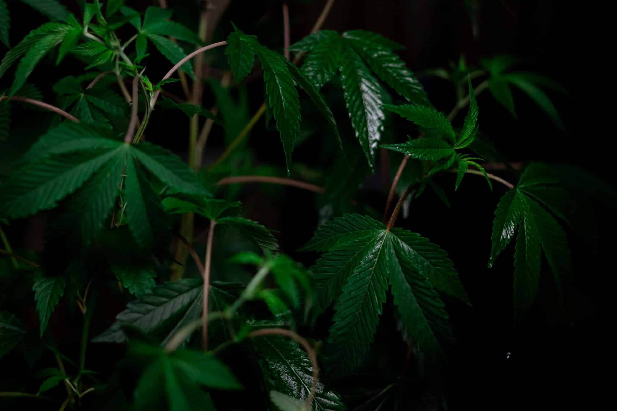 Best Weed Strains for Sleep & Insomnia Relief