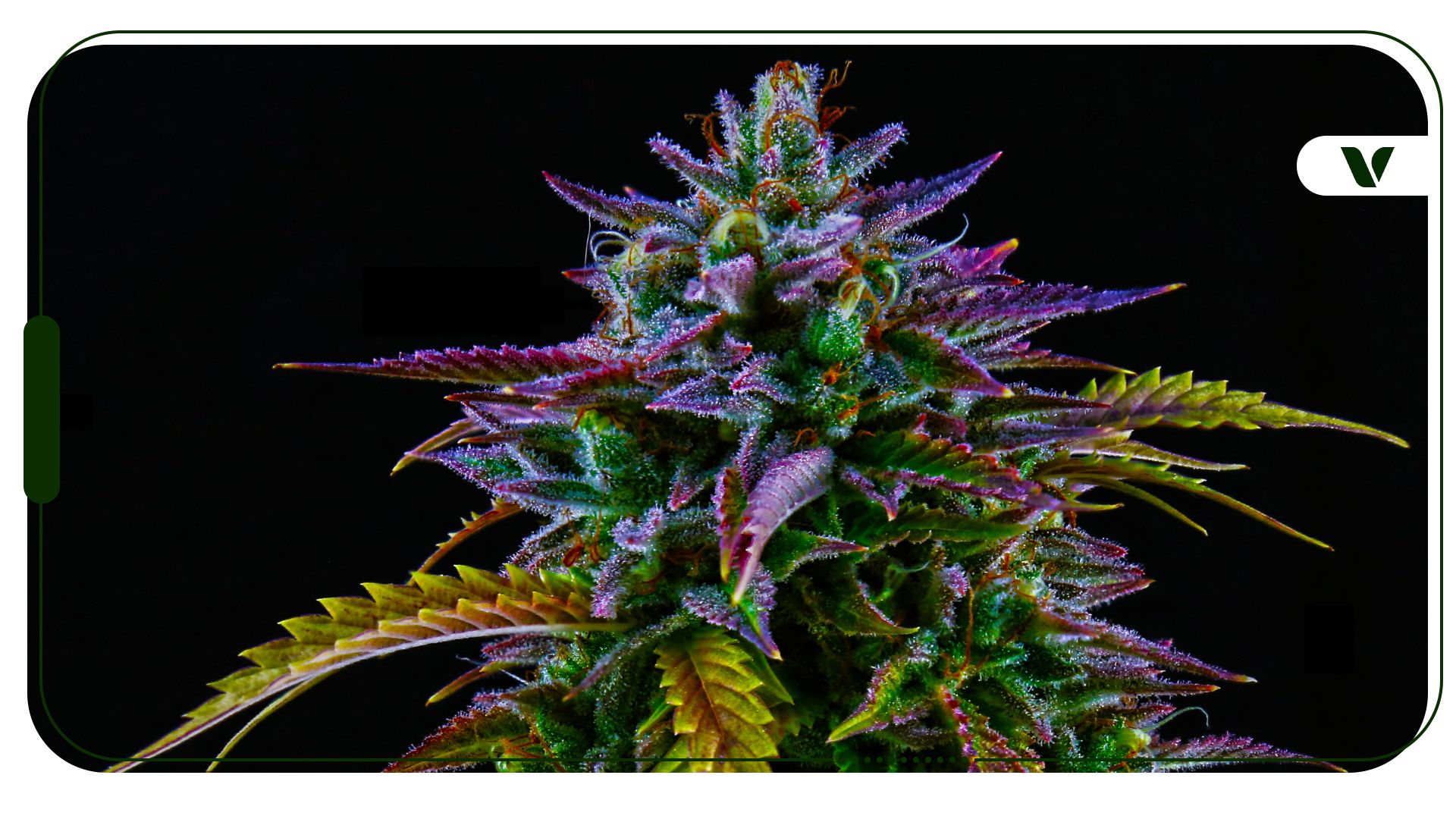 Why Black Mamba Is One of the Most Powerful Indica StrainsCannabis Central
