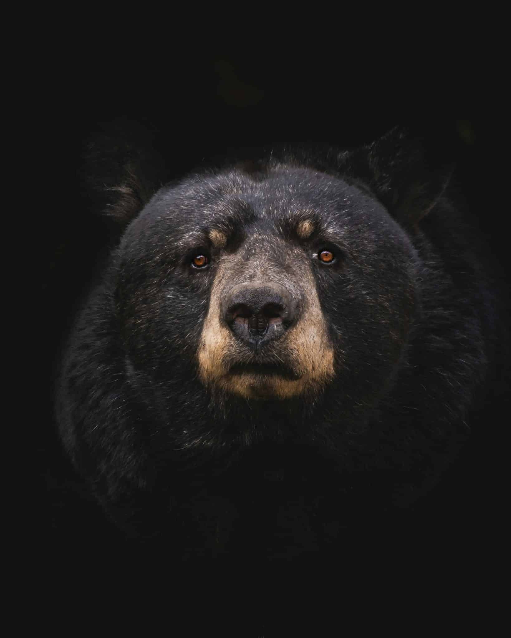 What Is the Cannabis Bear? Meaning & Story | Veriheal