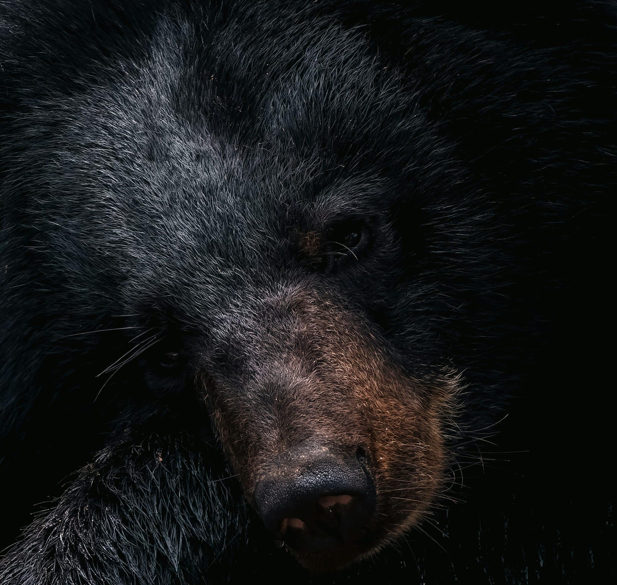 What Is the Cannabis Bear? Meaning & Story | Veriheal