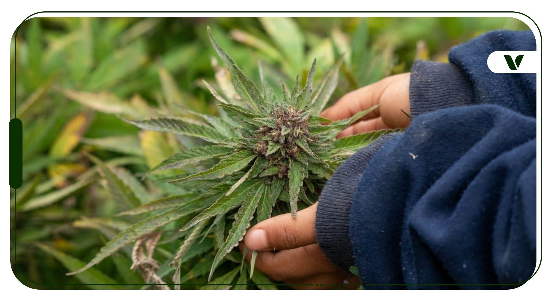 Can You Grow Weed with a Medical Marijuana Card?Cannabis Central