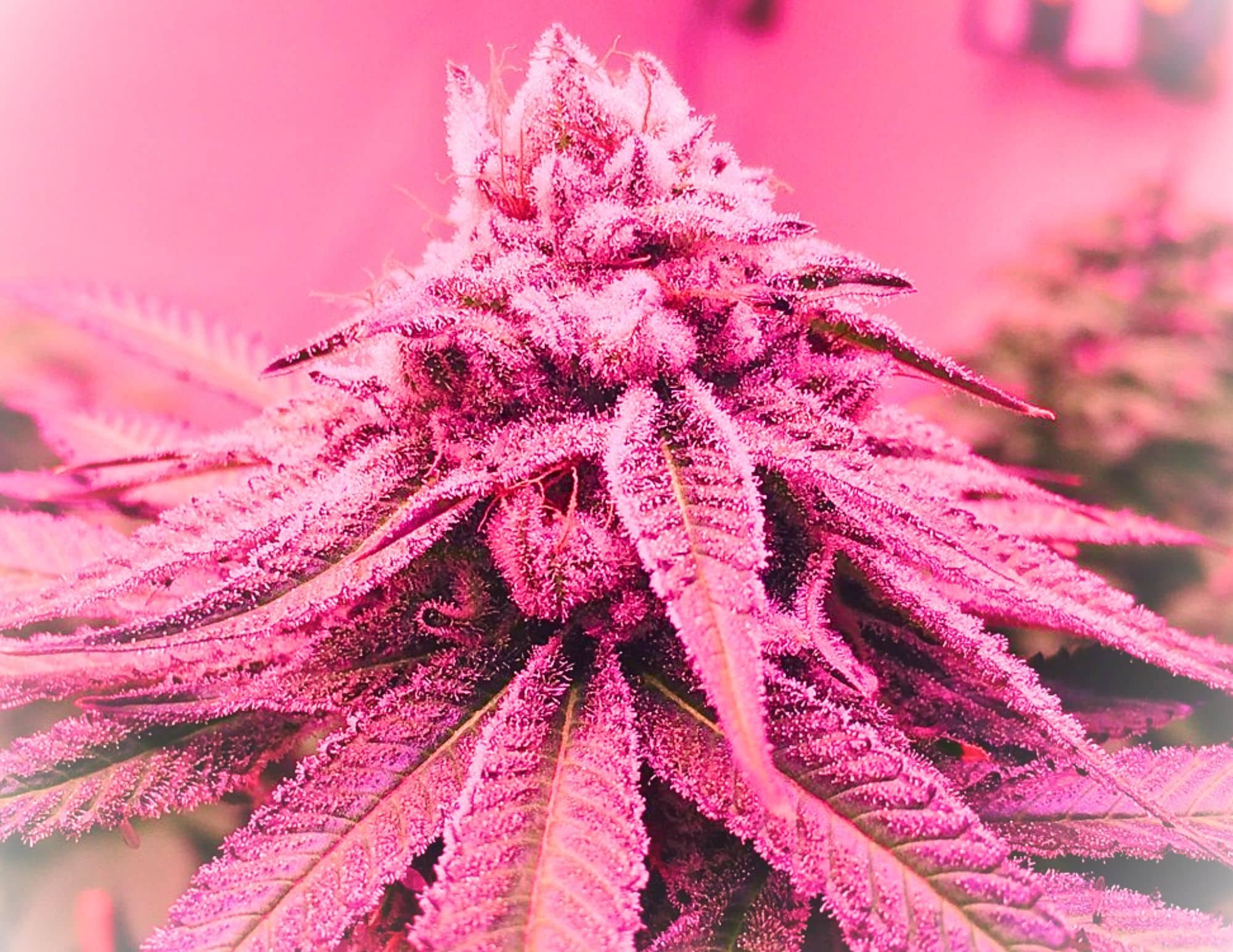 Pink Jesus Strain Review: A Craft Cannabis Cult Favorite