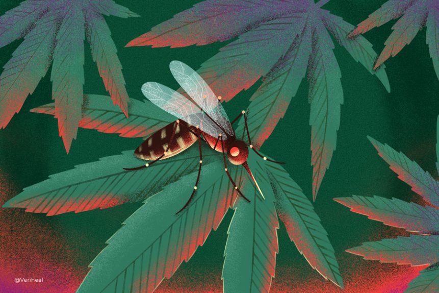 Jamestown Canyon Virus Infection Symptom Relief with Marijuana