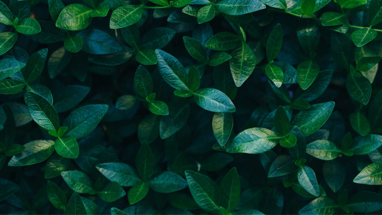 Edible Dosage Conversion Guide - Veriheal